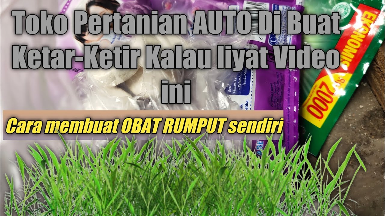 Dengan 3 bahan ini Basmi rumput dengan sekali Semprot!cara membuat obat ...