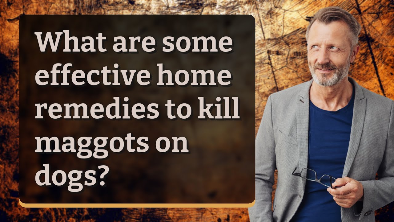 What are some effective home remedies to kill maggots on dogs? - YouTube