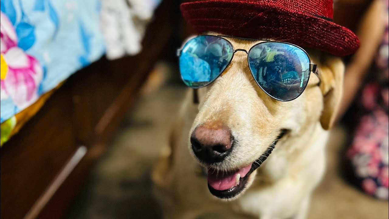 Jenny The Adorable Labrador - YouTube