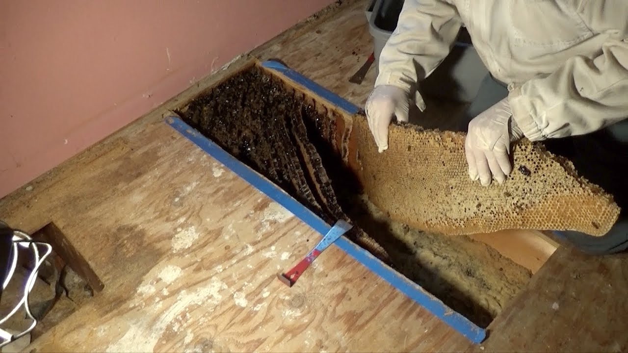 Second bee hive removal and relocation from the same house. - YouTube