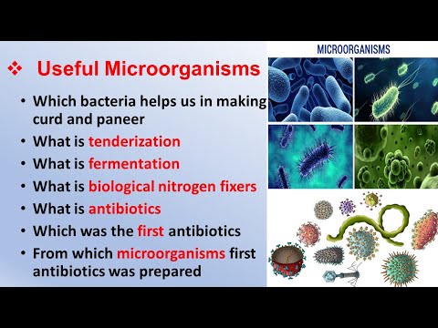 Useful Microorganisms