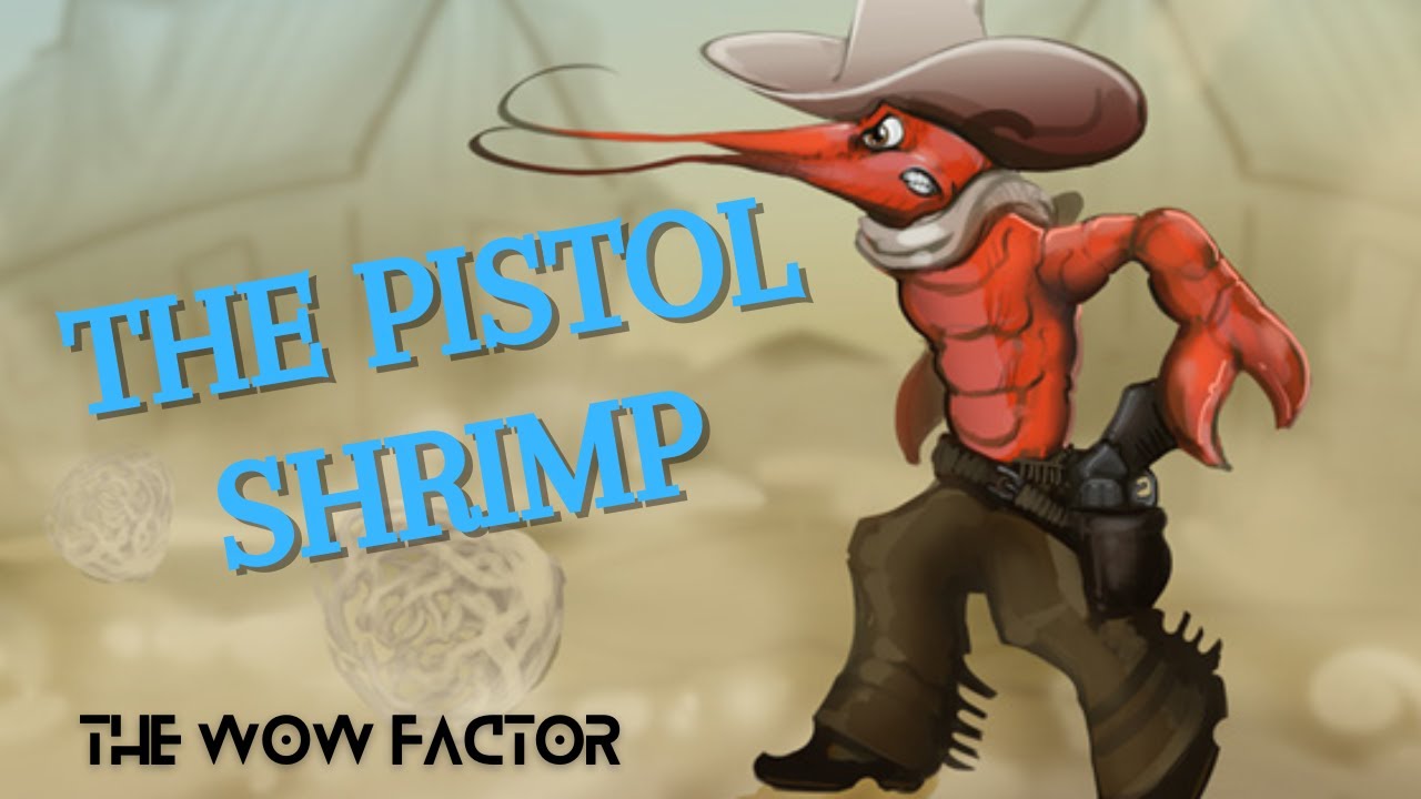 Nature's ultimate underwater weapon! #pistolshrimp - YouTube