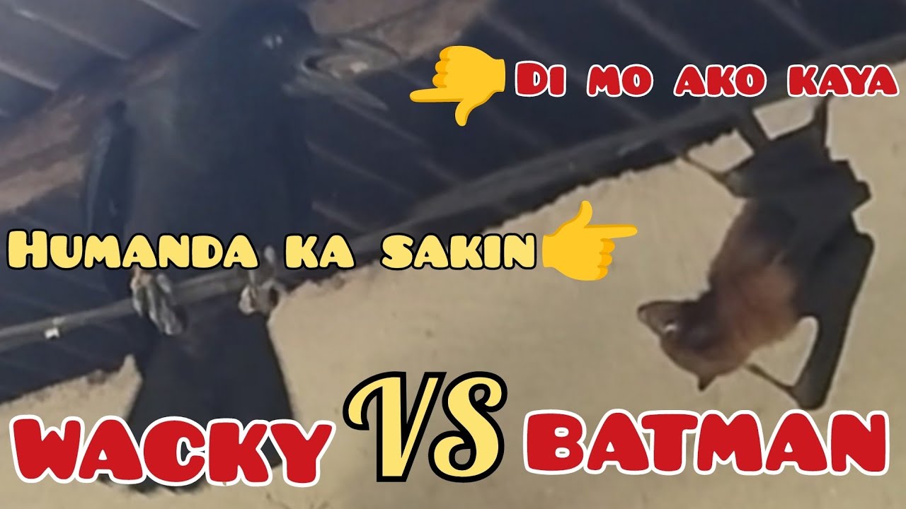 bat vs crow , magandang laban to. - YouTube