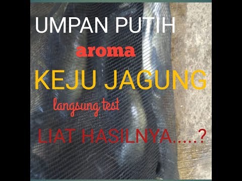 UMPAN PUTIH AROMA KEJU JAGUNG pas buat mancing harian
