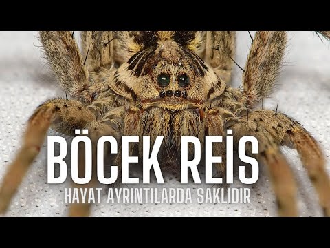 İnanılmaz Avcılar/Kurt Örümceği  #BöcekReis (Lycosa)