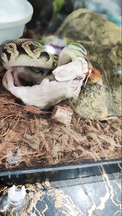 rescue ball python eats - YouTube