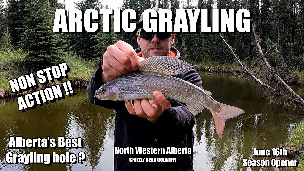 Alberta's Best Grayling Fishing ! NON STOP ACTION ! - YouTube
