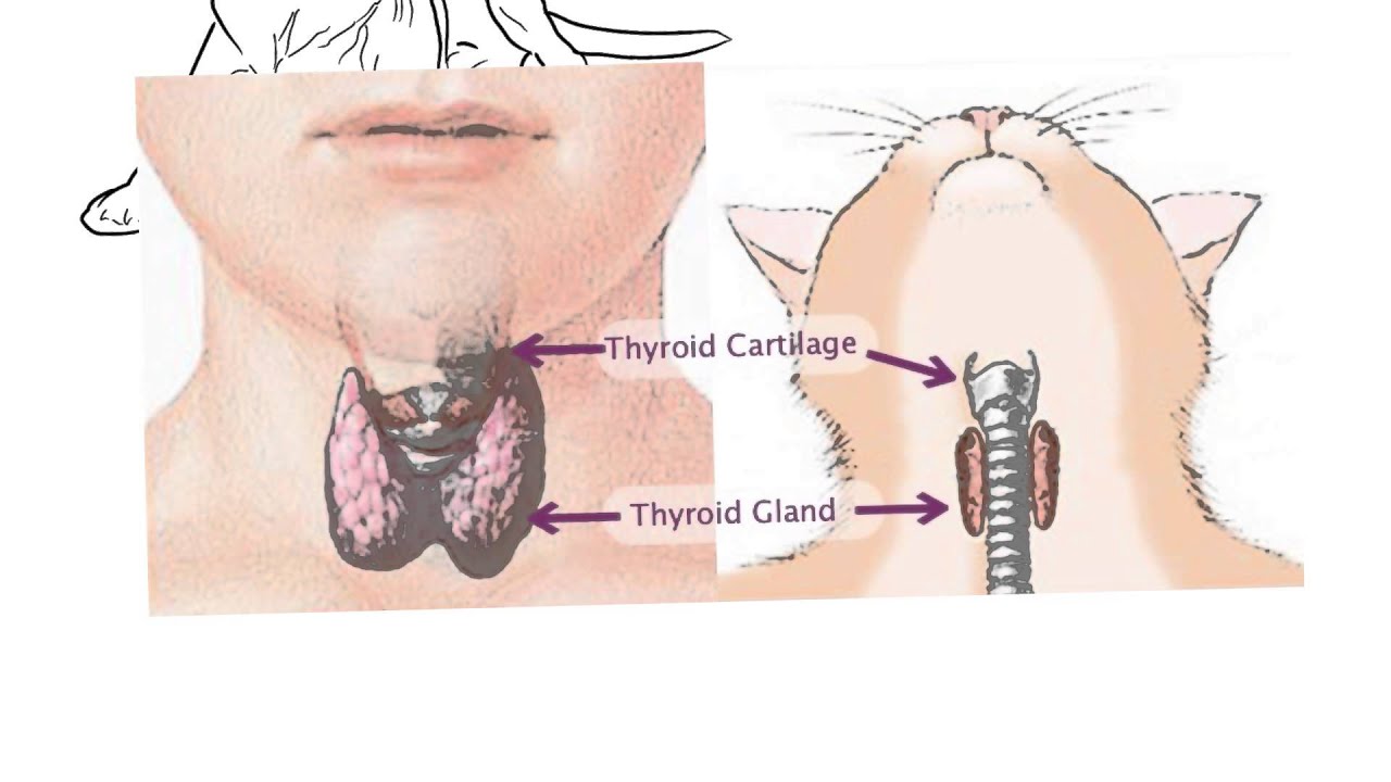 Thyroid Cartilage Cat