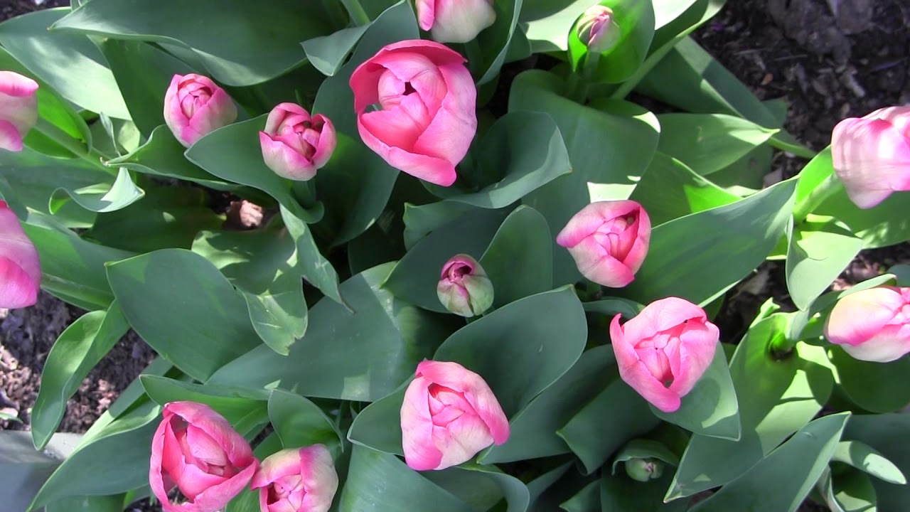 33 Seconds Of Tulips - YouTube