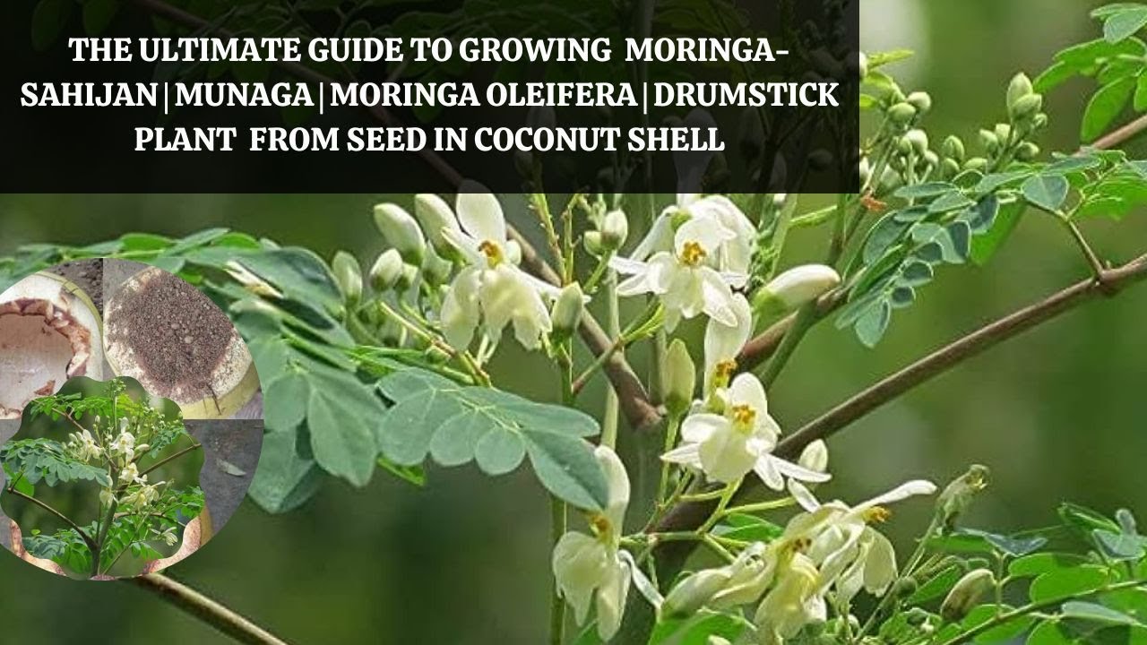 The Ultimate Guide To Growing Moringa | Sahijan | Munaga| Moringa ...