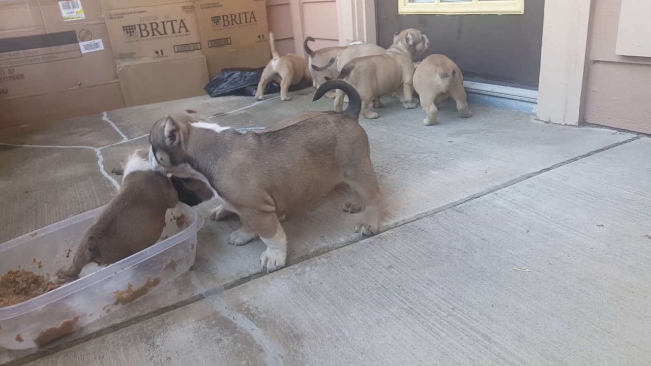 Exotic bully pups 6 weeks old - YouTube