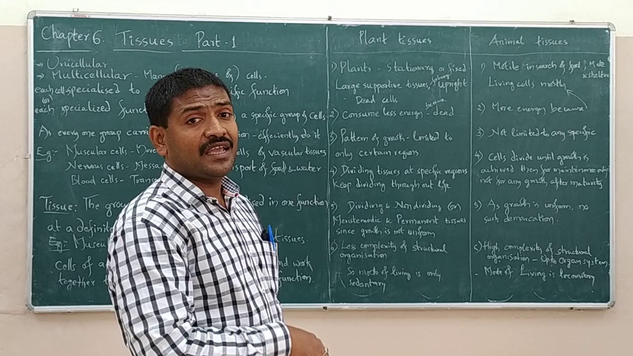 IX Class Tissues Chapter Part 1 Definition Of Tissue And Differences ix-class-tissues-chapter-part-1-definition-of-tissue-and-differences