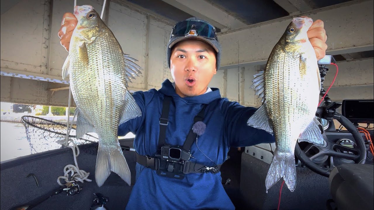 Fishing for Giant White Bass with Live Minnows (They Get Bigger) - YouTube
