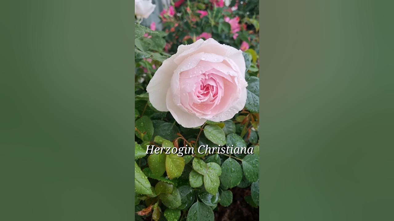 헤르초긴 크리스티아나 /독일장미 /Herzogin Christiana - YouTube