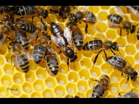 Abeja reina - queen bee - YouTube