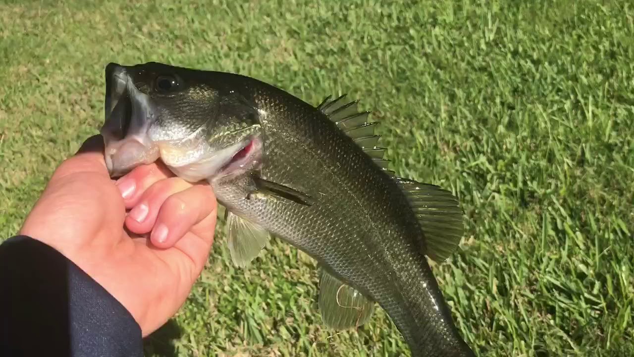 Freshwater Bass Fishing - YouTube