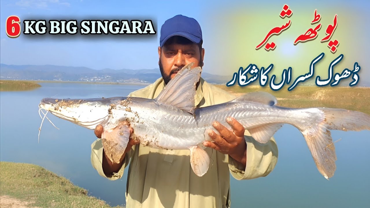 Potha Sher Dhok Kasran Ka Khubsurat Shikar | Singara Fish | Hammad ...