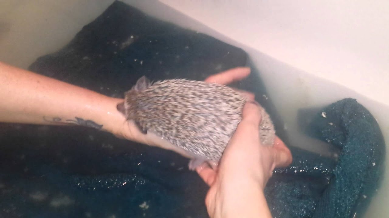 Angus pygmy hedgehog - YouTube