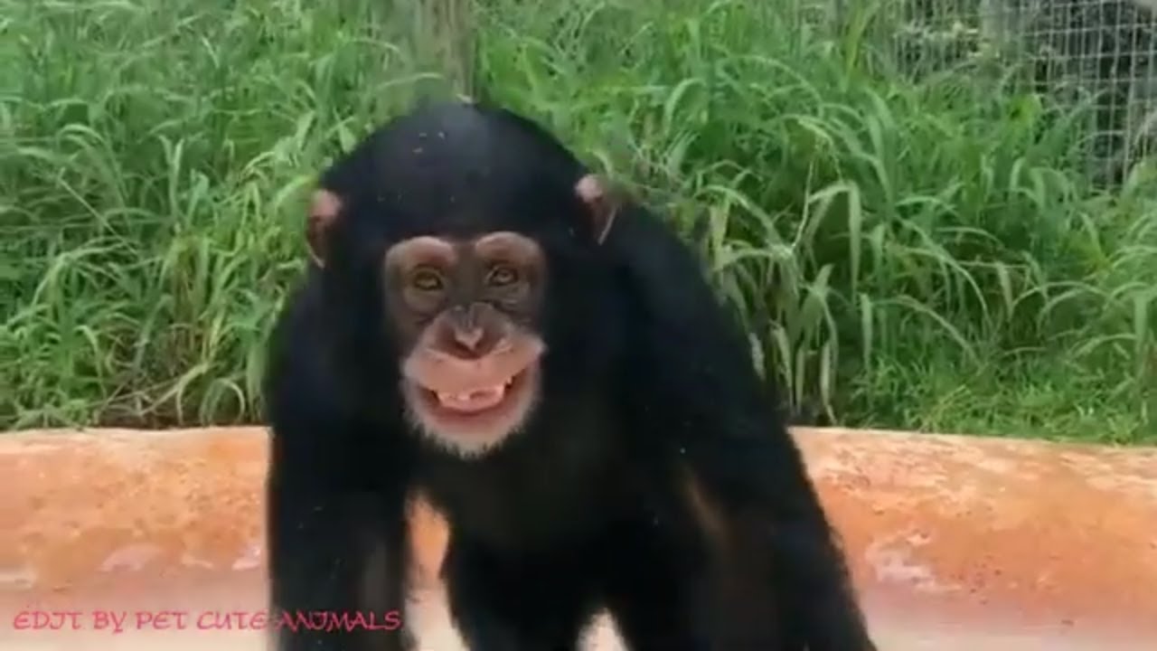 Free time and happiness with chimpanzee Limbani when he was educated ...