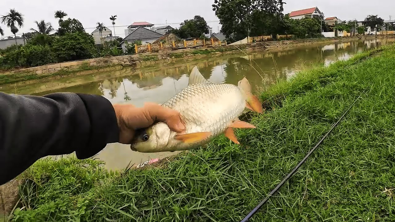 Wild fishing, red carp fishing on flowing river 21/7/2025 - pewkapi ...