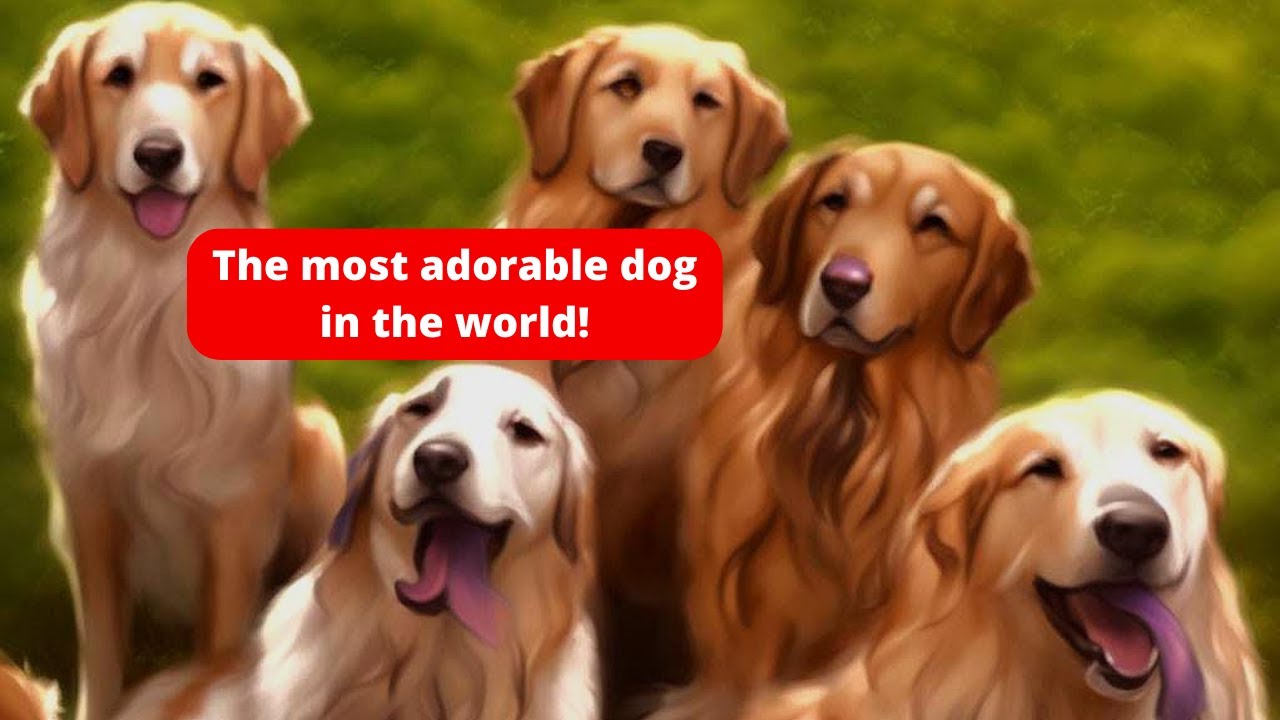 All about Golden Retrievers - The loveliest dog in the canine world ...