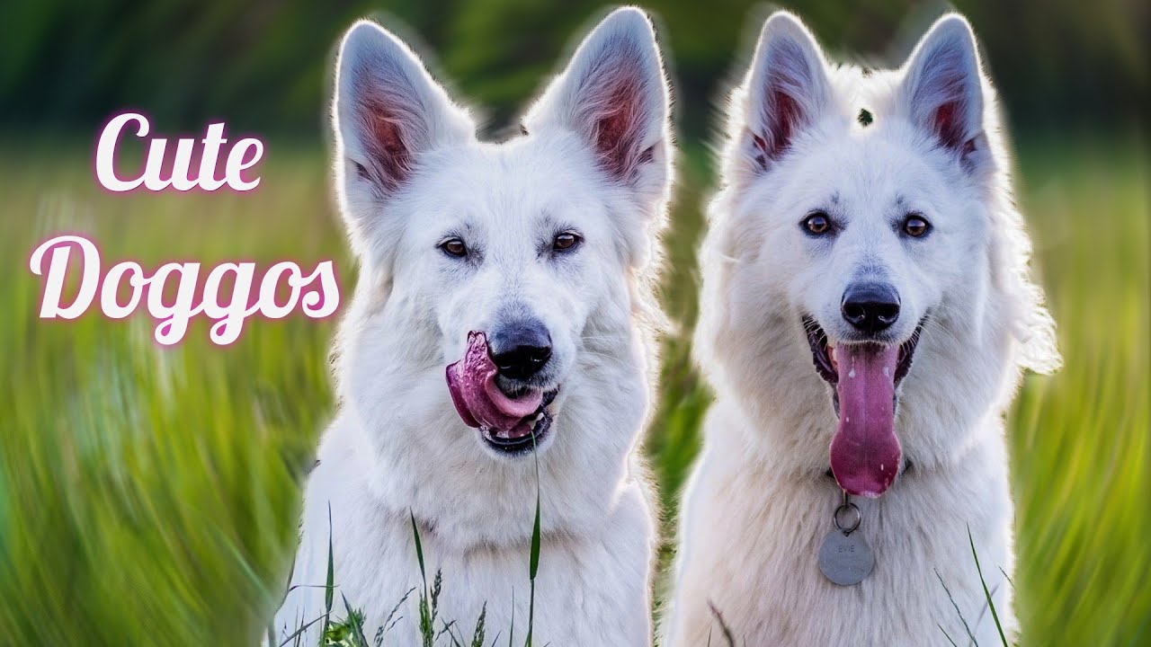 CUTE DOGS DOING CUTE THINGS ||Snow dogs|| - YouTube