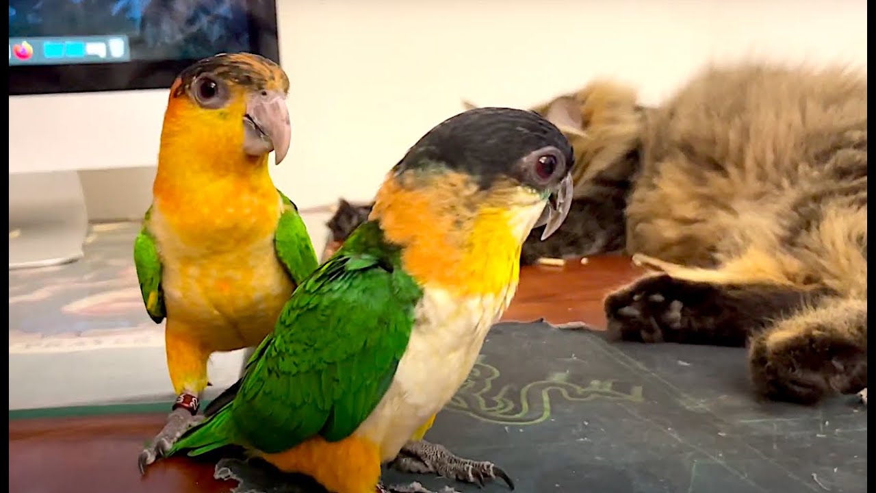 pampered parrots . cat hunting. parrots and a cat. parrot scared parrot ...