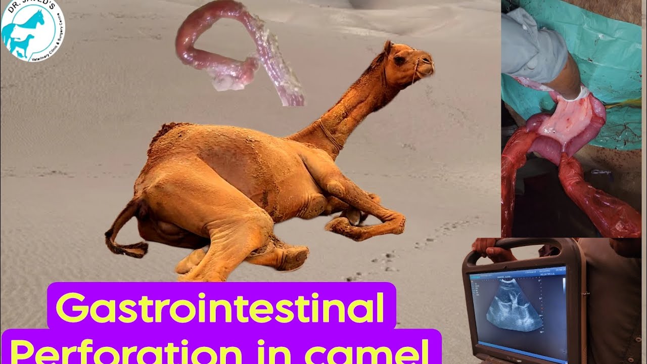 Blocked intestine|Constipation|Gastrointestinal Perforation in camel# ...