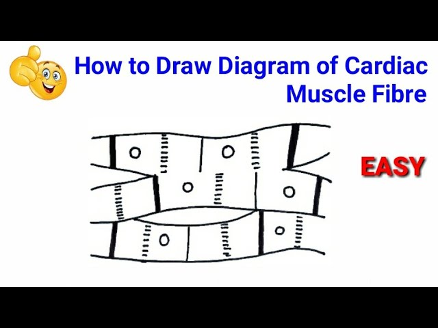 Cardiac Muscle Tissue Labeled Diagram