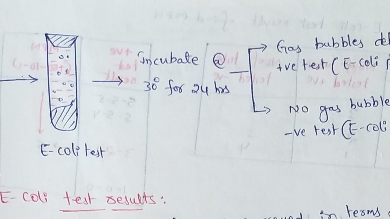 E coli test | E coli test in water - YouTube