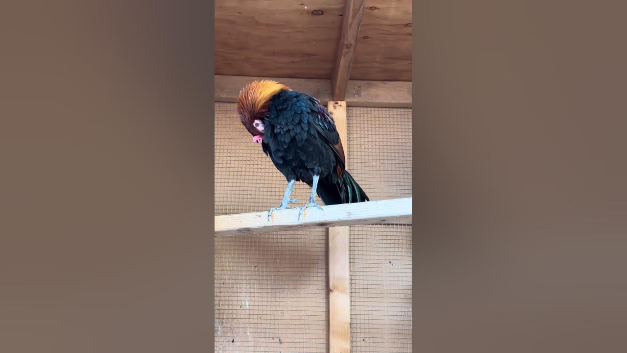 red jungle fowl, qaib dib qaib qus txuam, #11 October 21, 2024 - YouTube