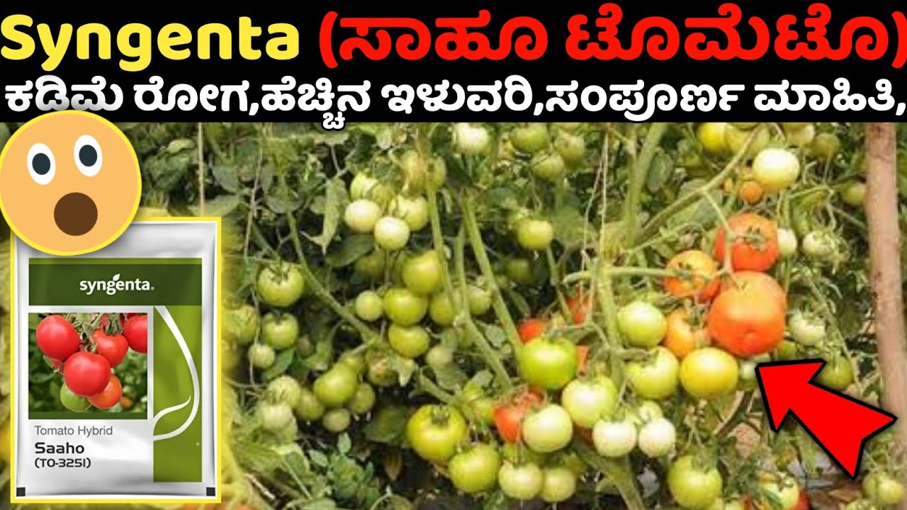 ಸಾಹೊ ಟೊಮೆಟೊ,🍅 Syngenta Sahoo tomato variety,👌sahoo tomato,tomato farming in Kannada, - YouTube