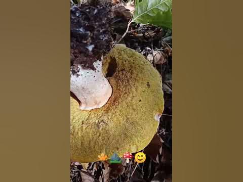 Білі Гриби Листопад Підліски!😊 #гриби #грибы #mushrooms #ciuperci # ...