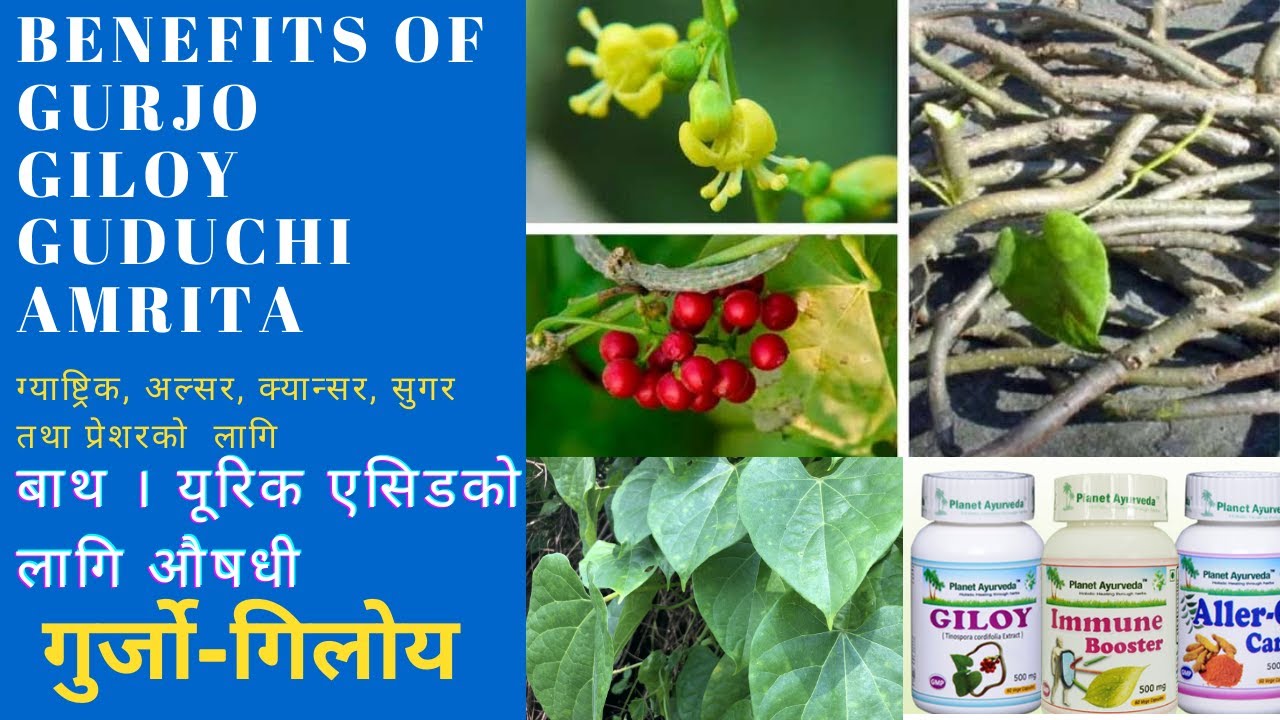 Amazing Health Benefits of Gurjo / Giloy / Guduchi /Amrita (Tinospora ...