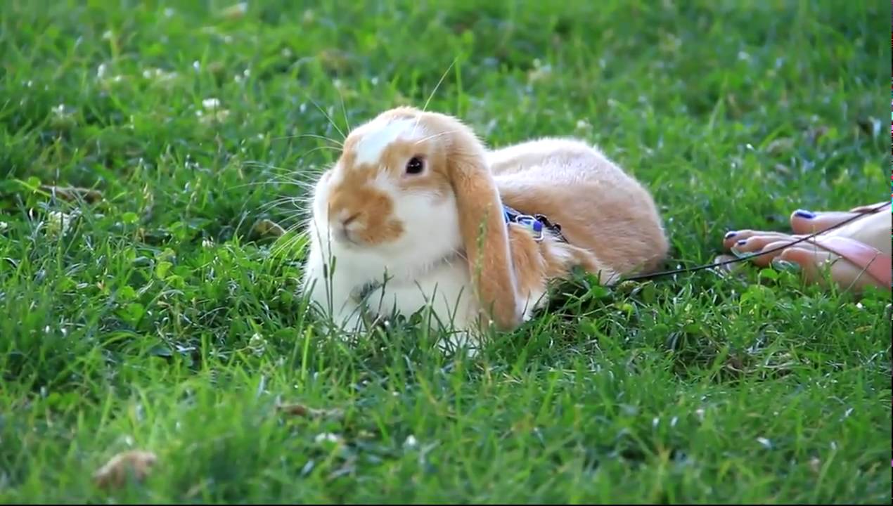 Conejo Belier [ Perri ] - YouTube