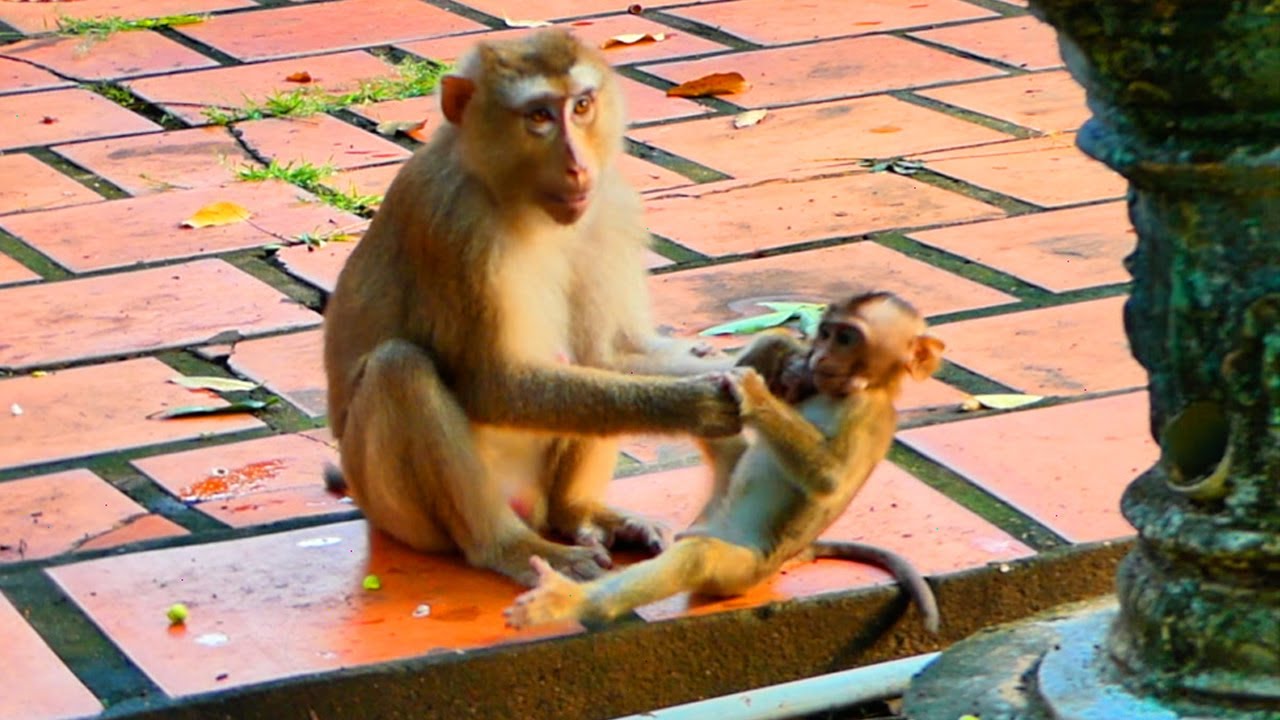 Wow ! Baby monkey SABA tries to snatch food from mom - but is not share ...