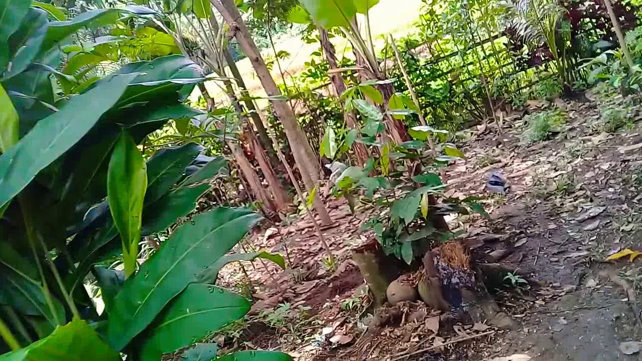 Kebun cengkeh - YouTube