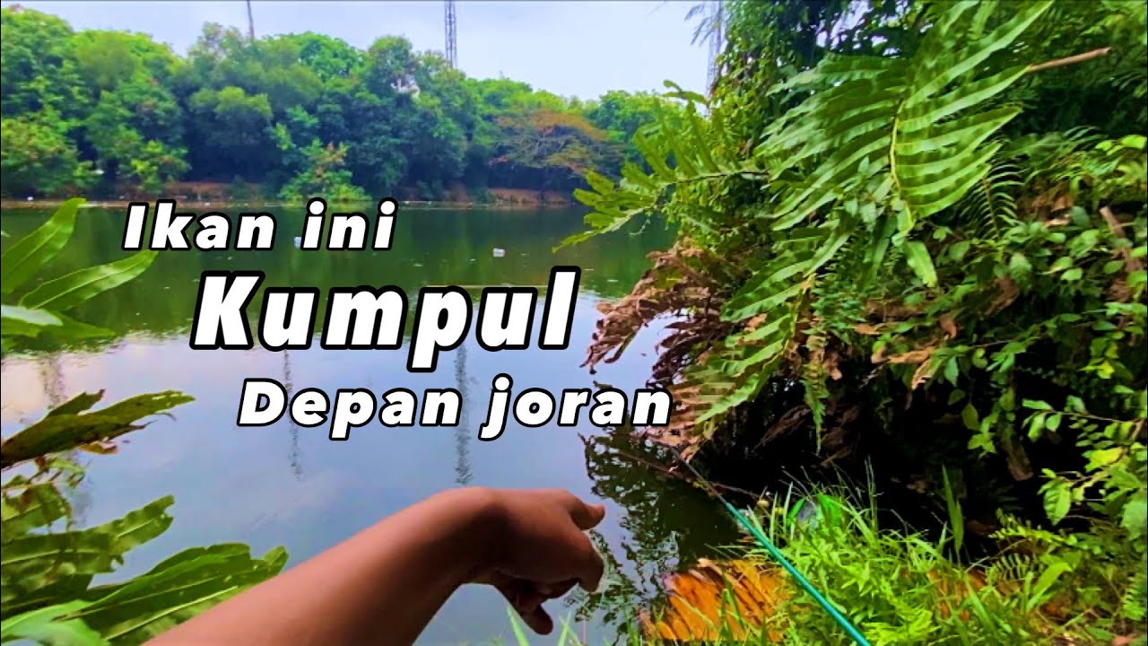 BEGINI CARANYA MANCING RED DEVIL ATAU LOHAN. IKAN PALING MUDAH DI ...
