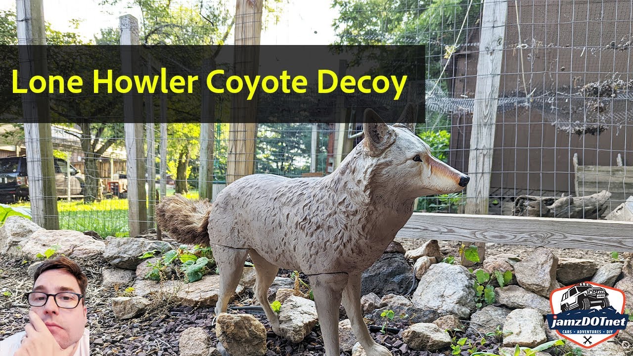 Lone Howler Coyote Decoy for fox - YouTube