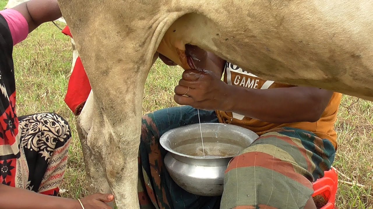 milking cow by hands । milking cows । cow milking by hand । Village ...