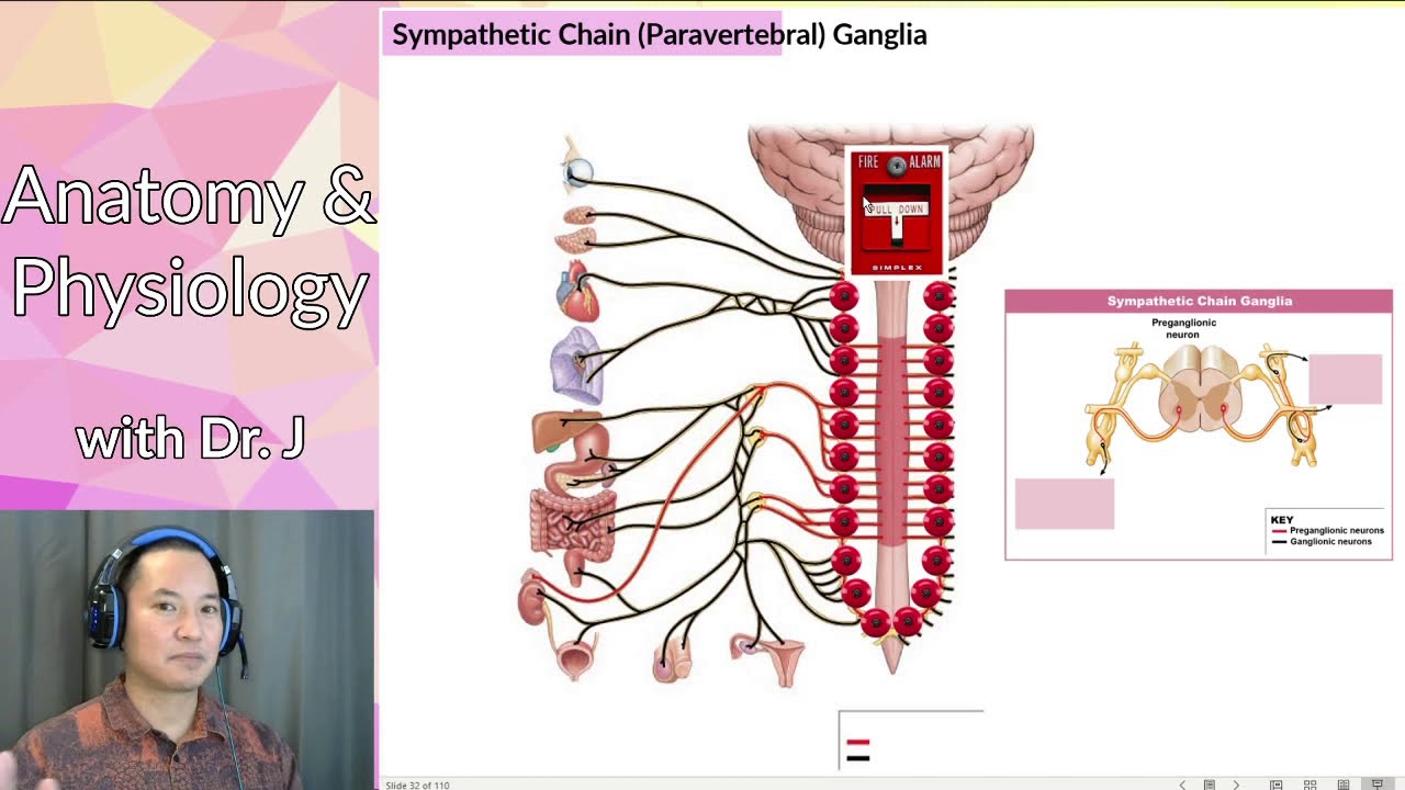 PHYL 141 | Nervous System | Sympathetic Chain & Collateral Ganglia ...