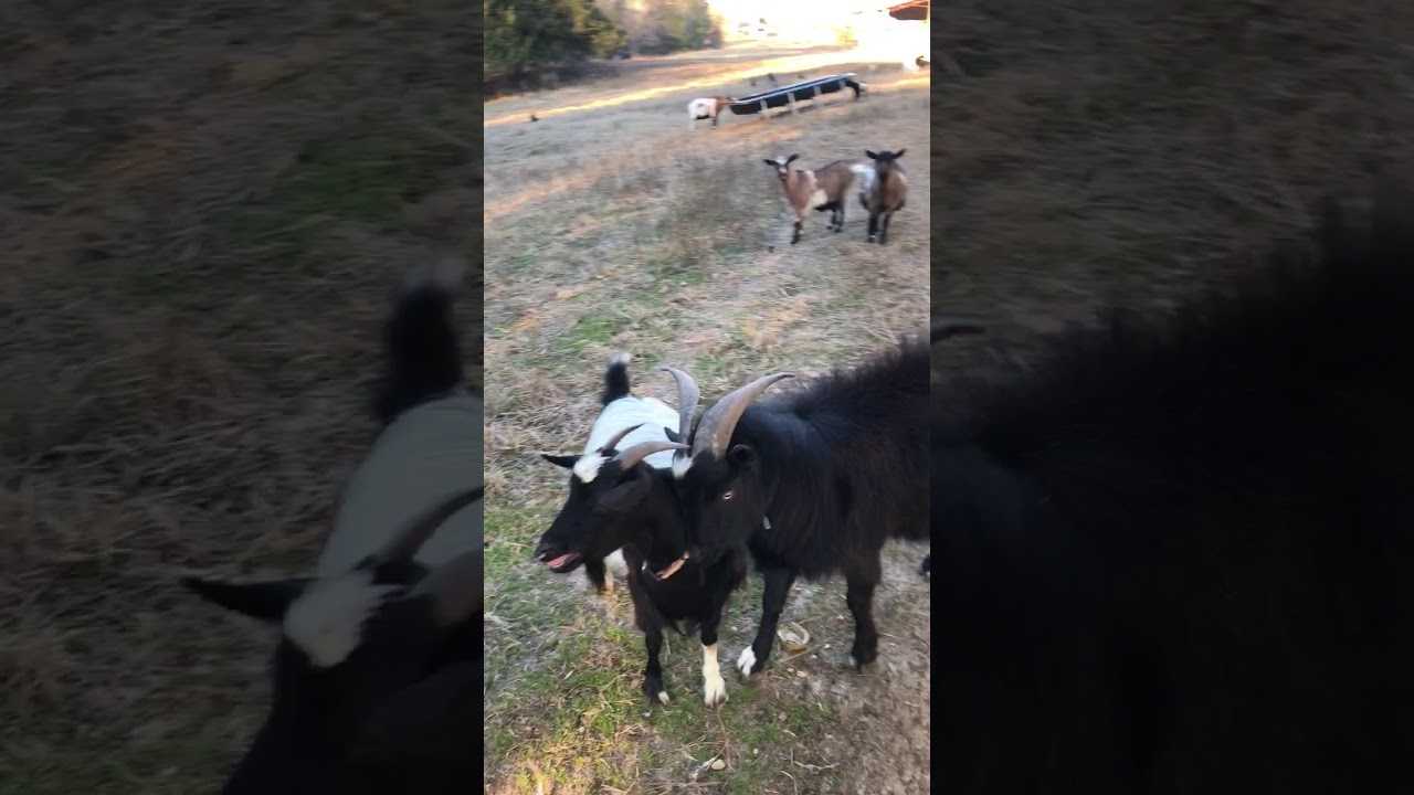 Silly goat tricks are for Kids - YouTube