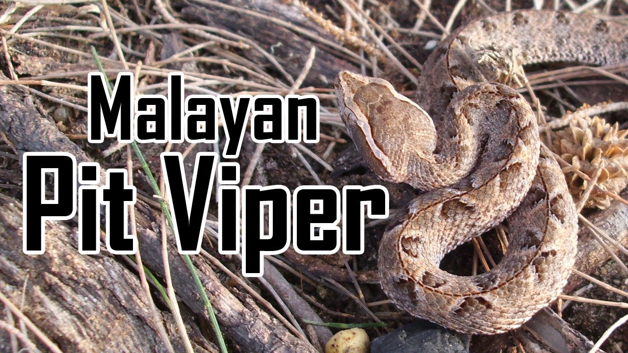 Malayan Pit Viper (juvenile) - YouTube