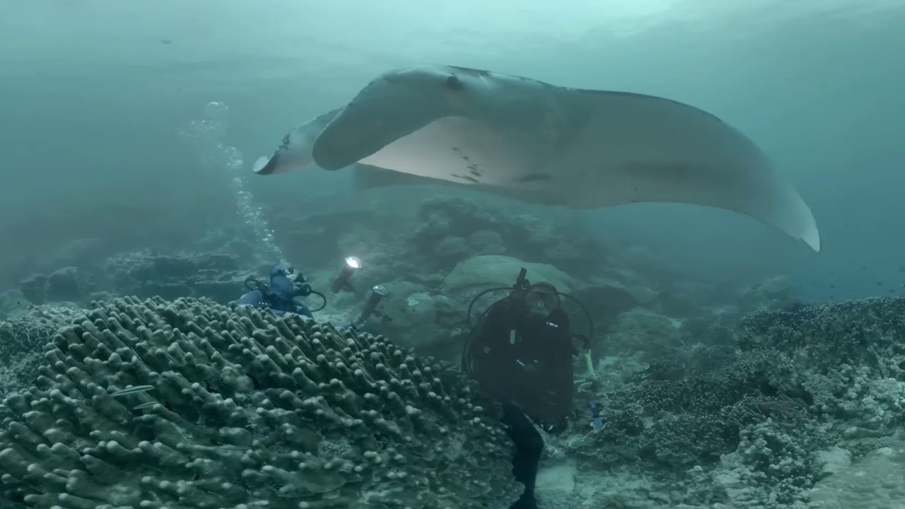 BILL ACKER Manta Man of Yap Micronesia - YouTube