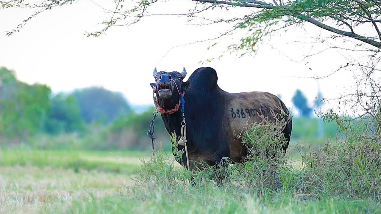 Indian Angry Bull Very Hard - YouTube