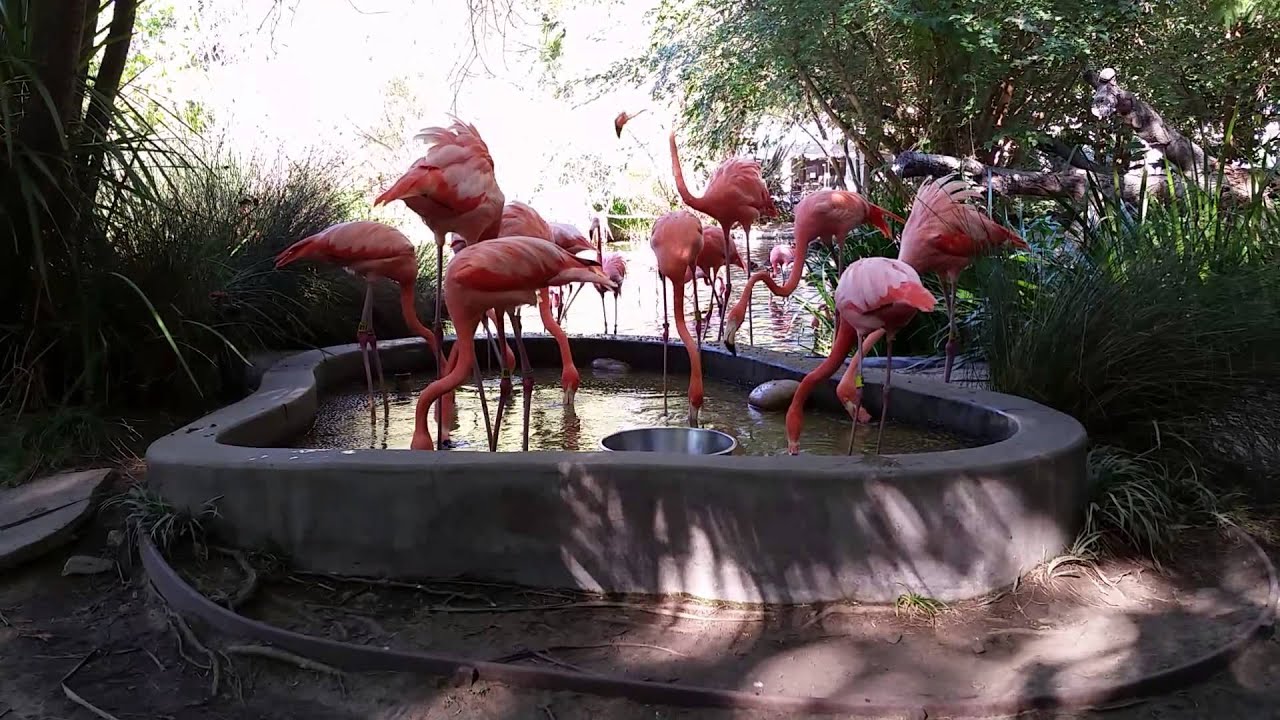 Flamingos feeding at the zoo - YouTube