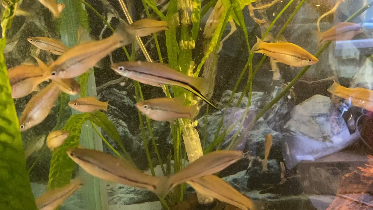 Xiphophorus Signum. Wild Swordtail - YouTube