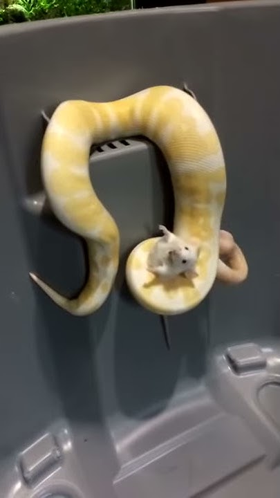 Albino Ball Python Eating Mouse - YouTube