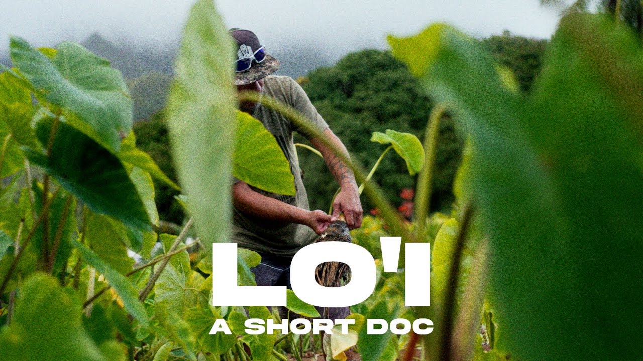 Growing up at a taro farm - a short documentary (Sony FX3) - YouTube