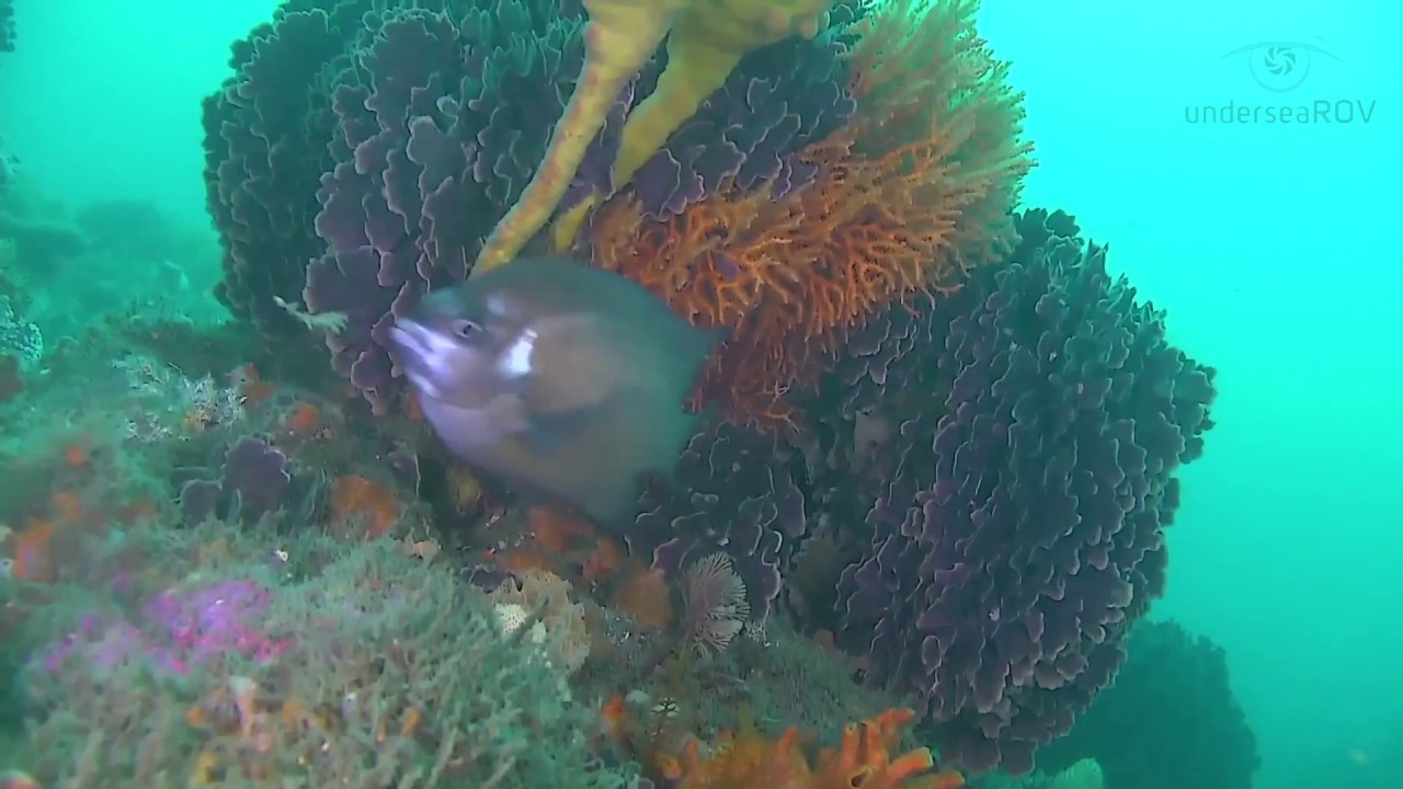 A gangster of the garden - one very feisty fish. - YouTube